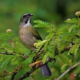 Saltator gros-bec - Lesser Antillean Saltator