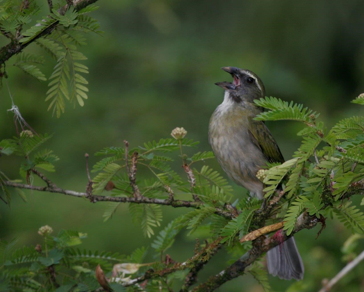 Saltator gros-bec - Lesser Antillean Saltator