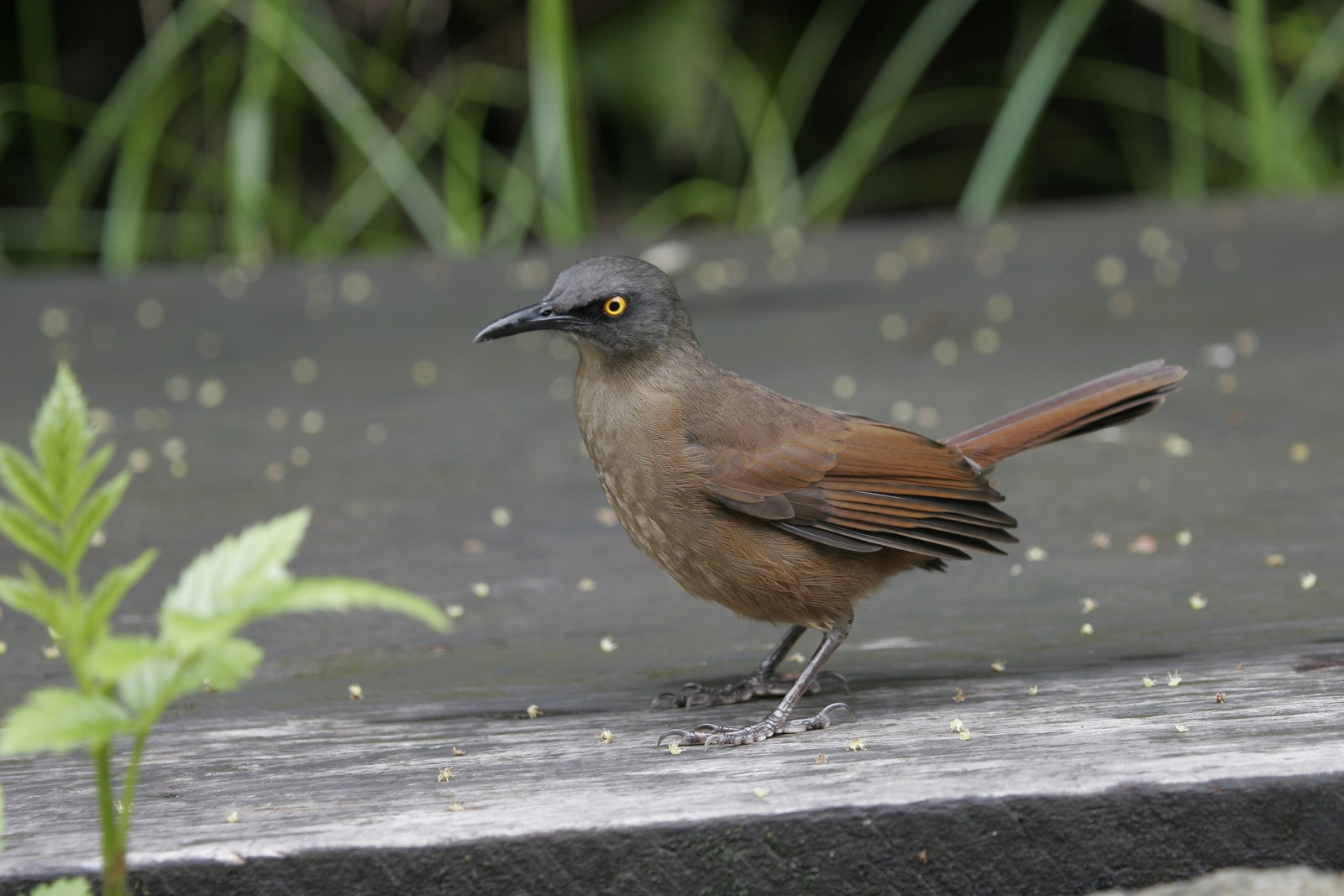 Trembleur brun - Brown Trembler